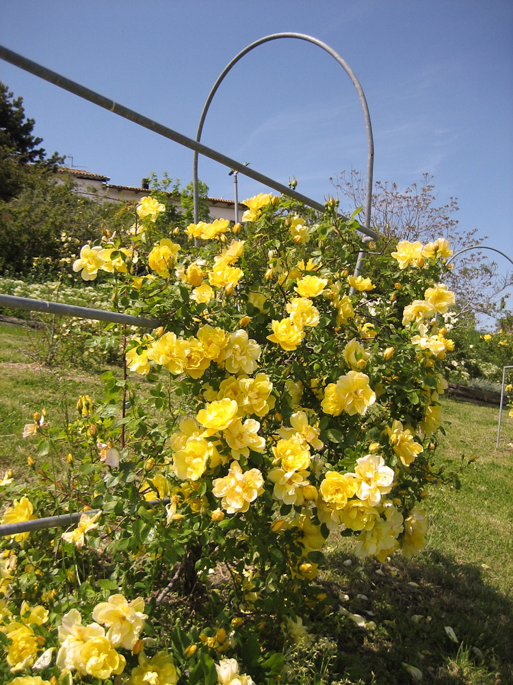 Rose : Lawrence Johnston